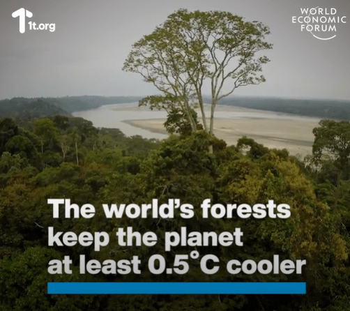 More evidence on the mitigation value of trees – Climate Action Tai Tokerau